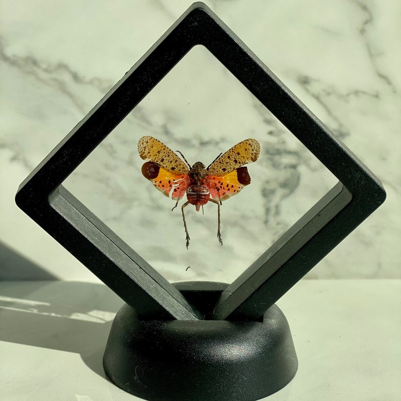 NewLifeDesignss - Etsy