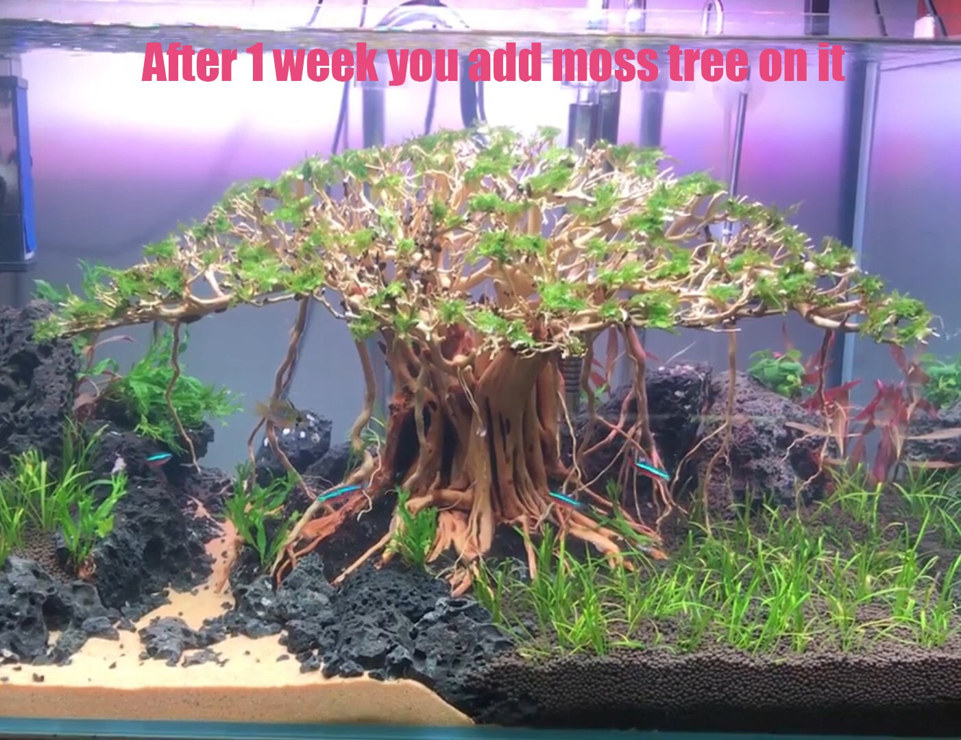 Aquarium Driftwood Bonsai Tree Aquascape Fish Tank Decoration - Etsy Canada