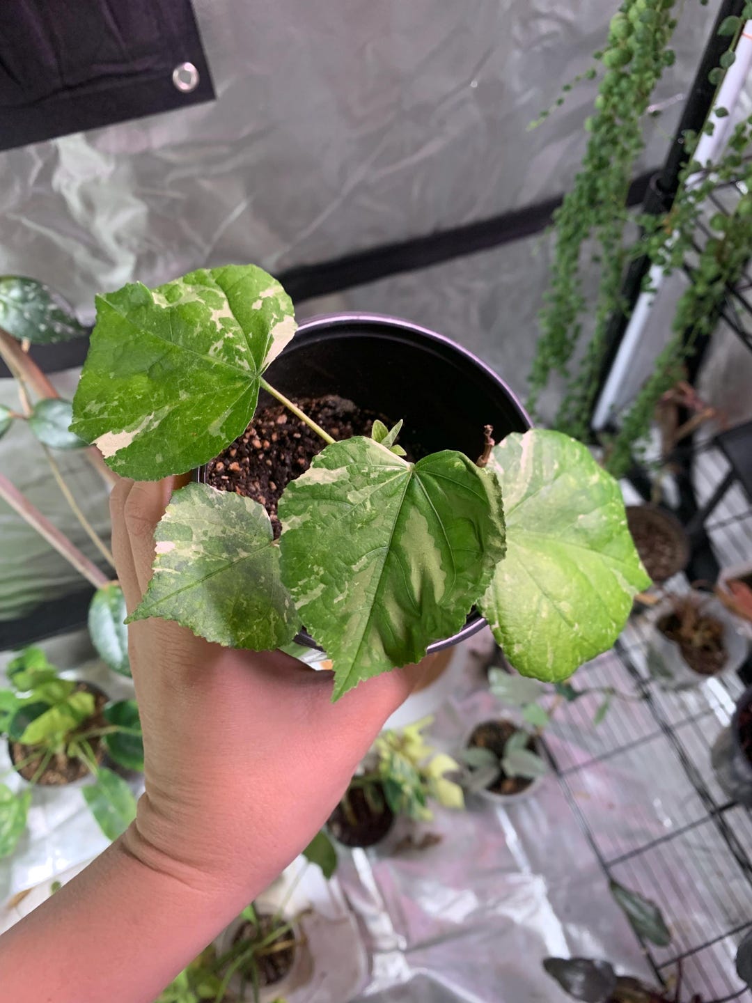 Variegated Mahoe Tree Sea Hibiscus - Etsy