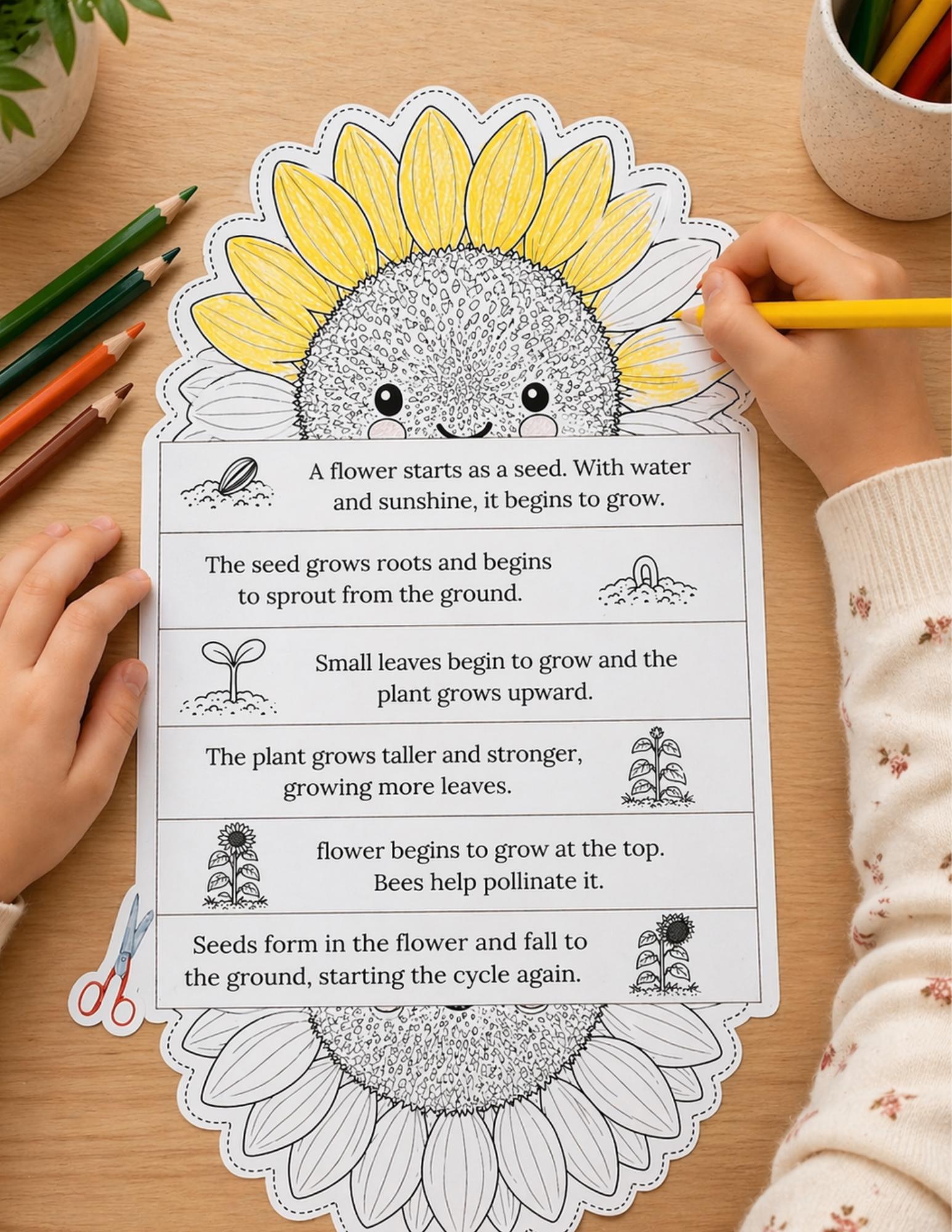 Sunflower Life Cycle Craft | Kids Science Activity (digital Download ...