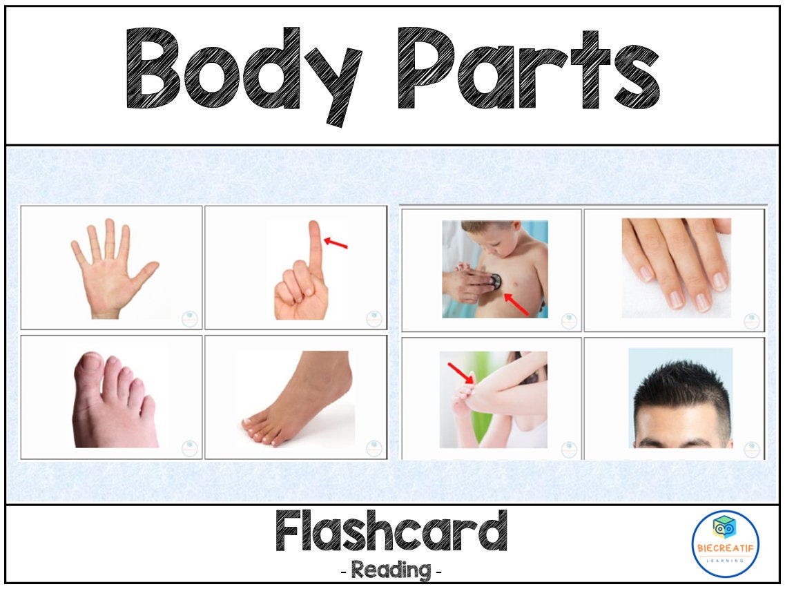 Body Parts Vocabulary Speech Therapy Autism Visuals Flashcards Task ...