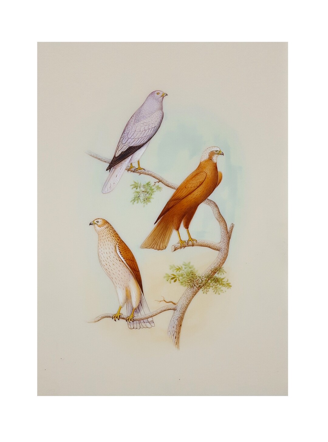 Fine Falcon Indian Miniature Painting 7x5 Inch L Original Falcon Bird ...