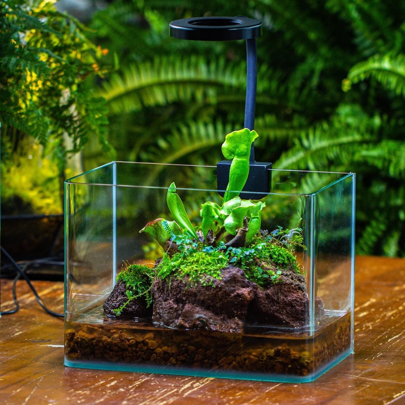 Water Terrarium - Etsy