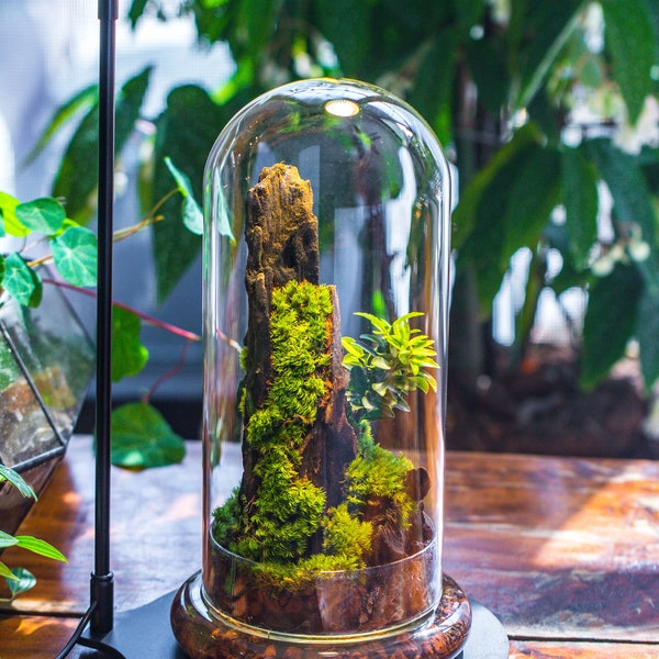 Terrarium Lamp - Etsy