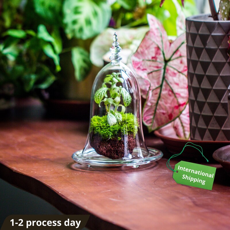 Glass Bell Jars - Etsy