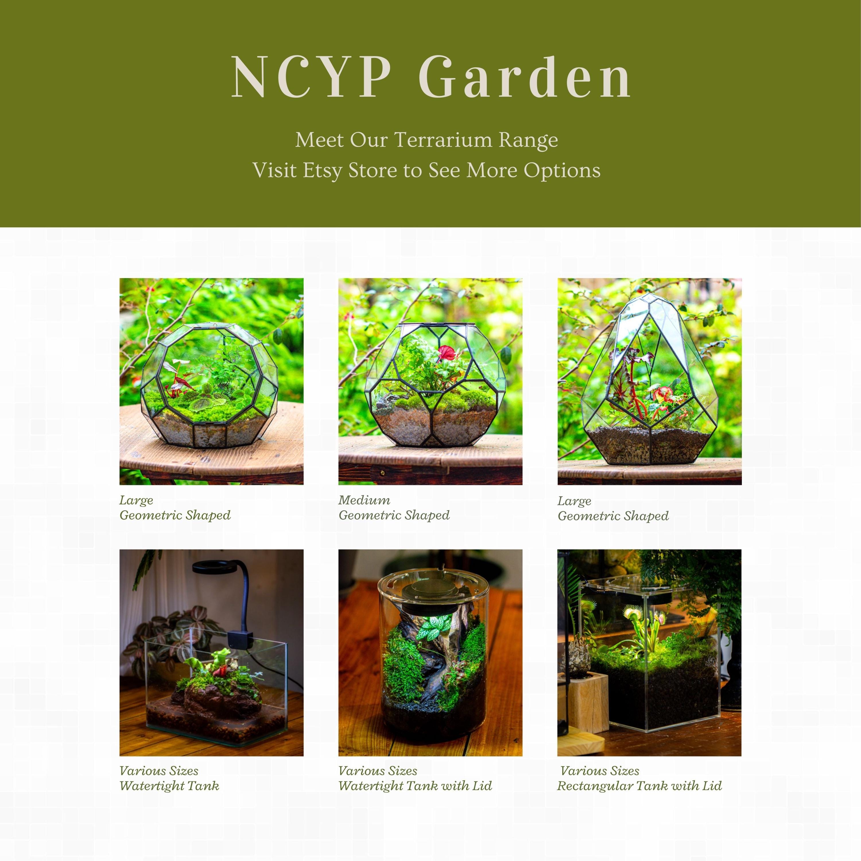 Watertight Curved Glass Terrarium With Grow Lamp for Tropical Bog ...