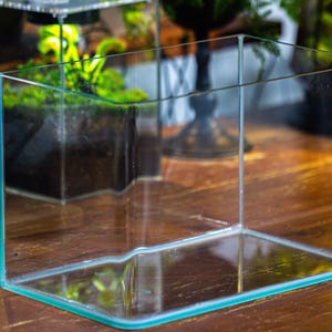 Watertight Curved Glass Terrarium With Grow Lamp for Tropical Bog ...