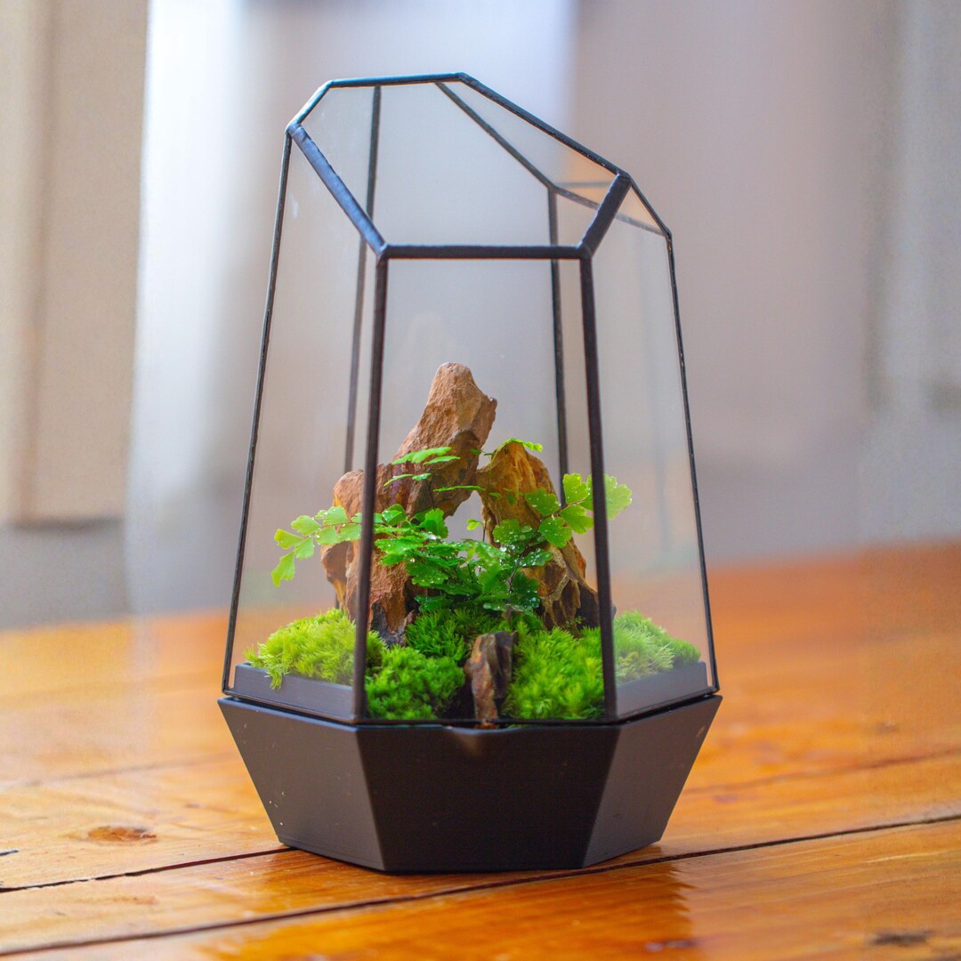 Geometric Glass Terrarium With Removable Cover, Watertight Base With ...