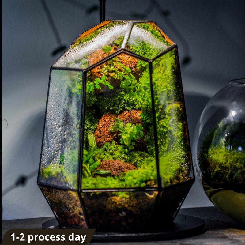 Desktop Terrarium - Etsy