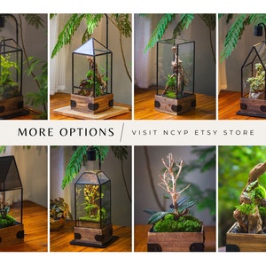 Handmade Glass Terrarium With Wood Base, Rectangular Planter With Door ...