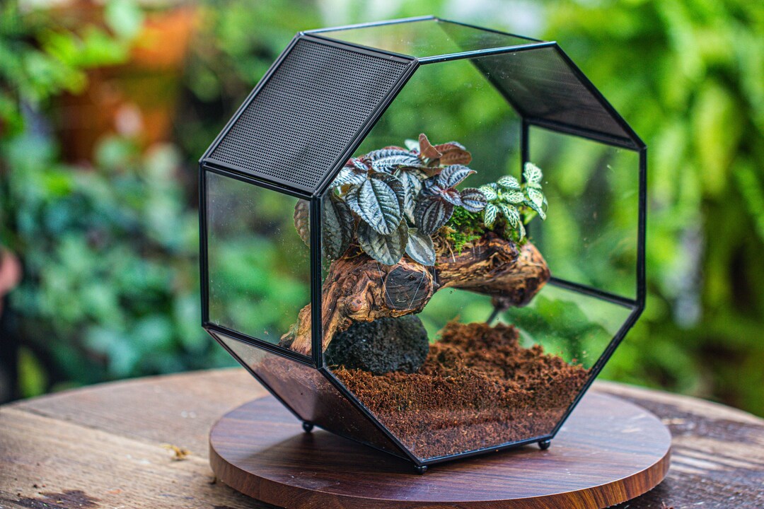 Handmade Geometric Terrarium, Large Octagon Glass Jump Spider Enclosure ...
