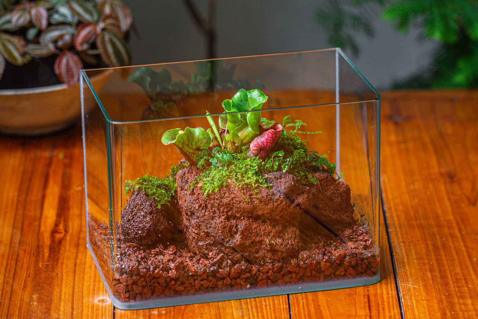 Watertight Curved Glass Terrarium With Grow Lamp for Tropical Bog ...