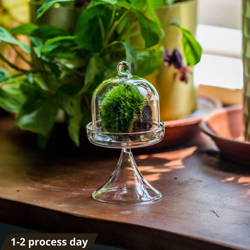Moss Ball Terrarium - Etsy