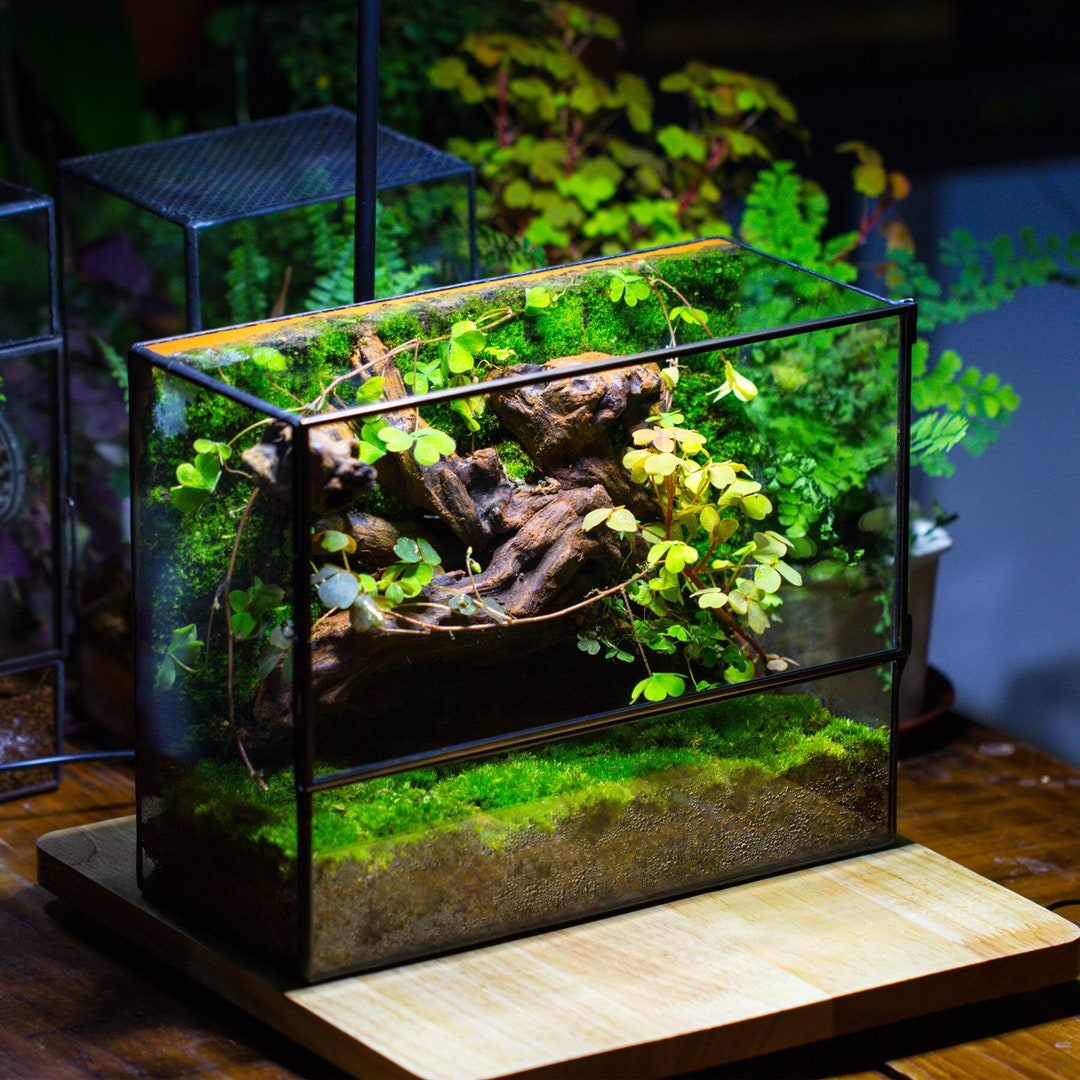 Handmade Rectangular Closed Glass Terrarium With Door, Tin Sealed Tall ...