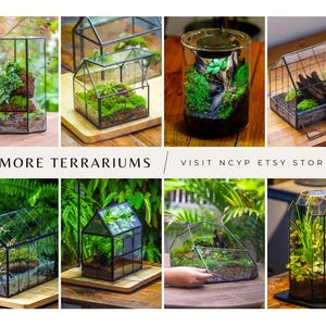 Watertight Curved Glass Terrarium With Grow Lamp for Tropical Bog ...