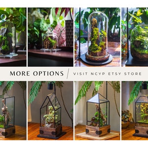 Glass Cloche Terrarium Jar With Gold Metal Base and With Glass Base ...