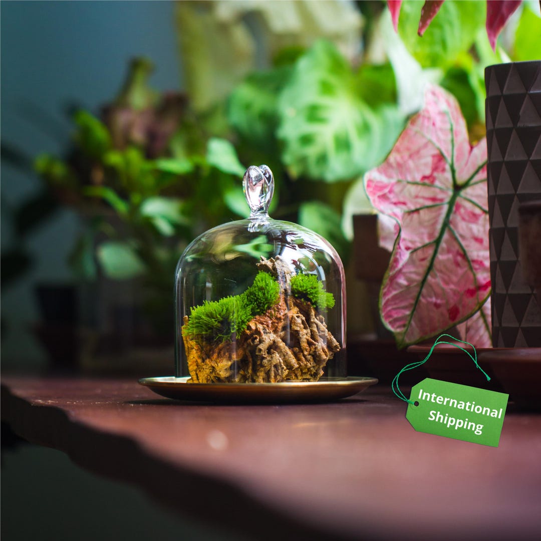 Glass Cloche Terrarium Jar With Gold Metal Base and With Glass Base ...