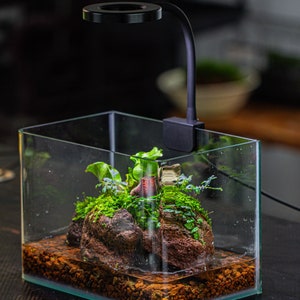 Watertight Curved Glass Terrarium With Grow Lamp for Tropical Bog ...
