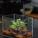 Watertight Curved Glass Terrarium With Grow Lamp for Tropical Bog ...