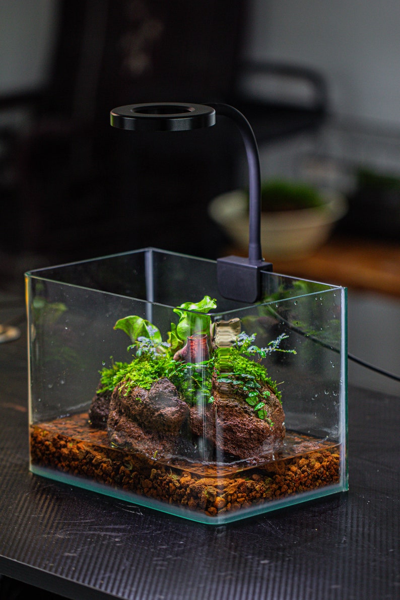 Watertight Curved Glass Terrarium With Grow Lamp for Tropical Bog ...
