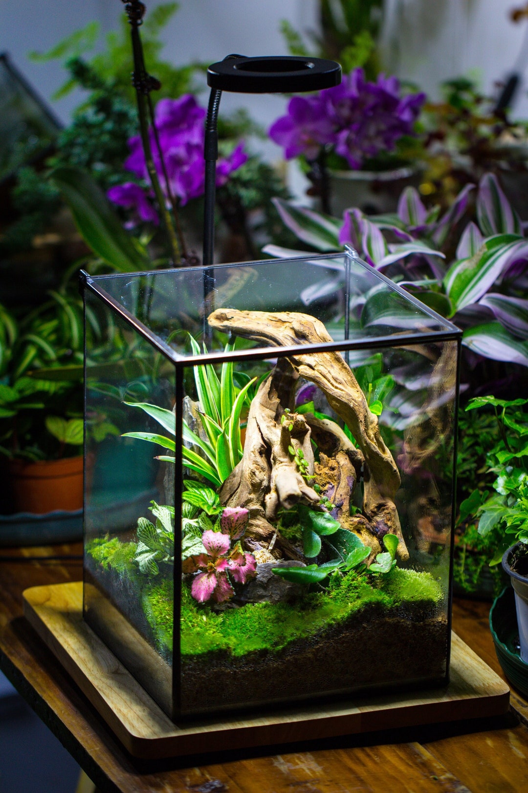 Handmade 10'' Cube Closed Geometric Glass Tin Terrarium Kit With LED ...