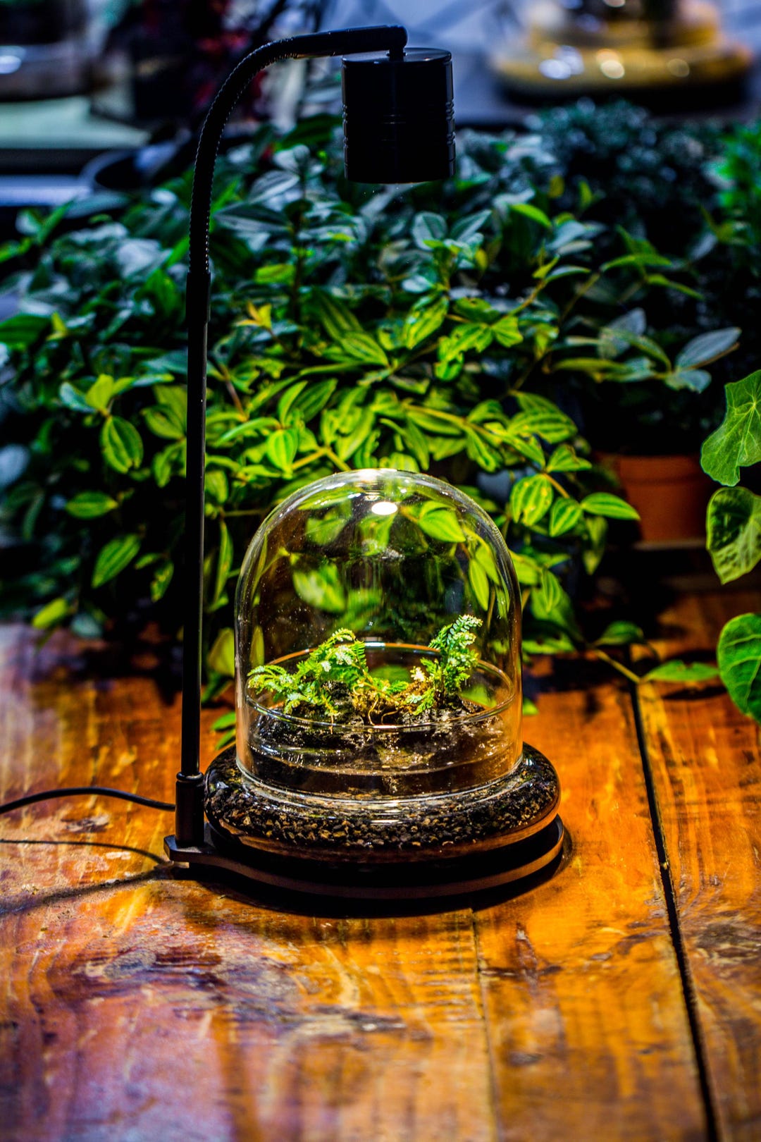 Round Glass Cloche Terrarium Bell Jar With Base, With LED Grow Light ...
