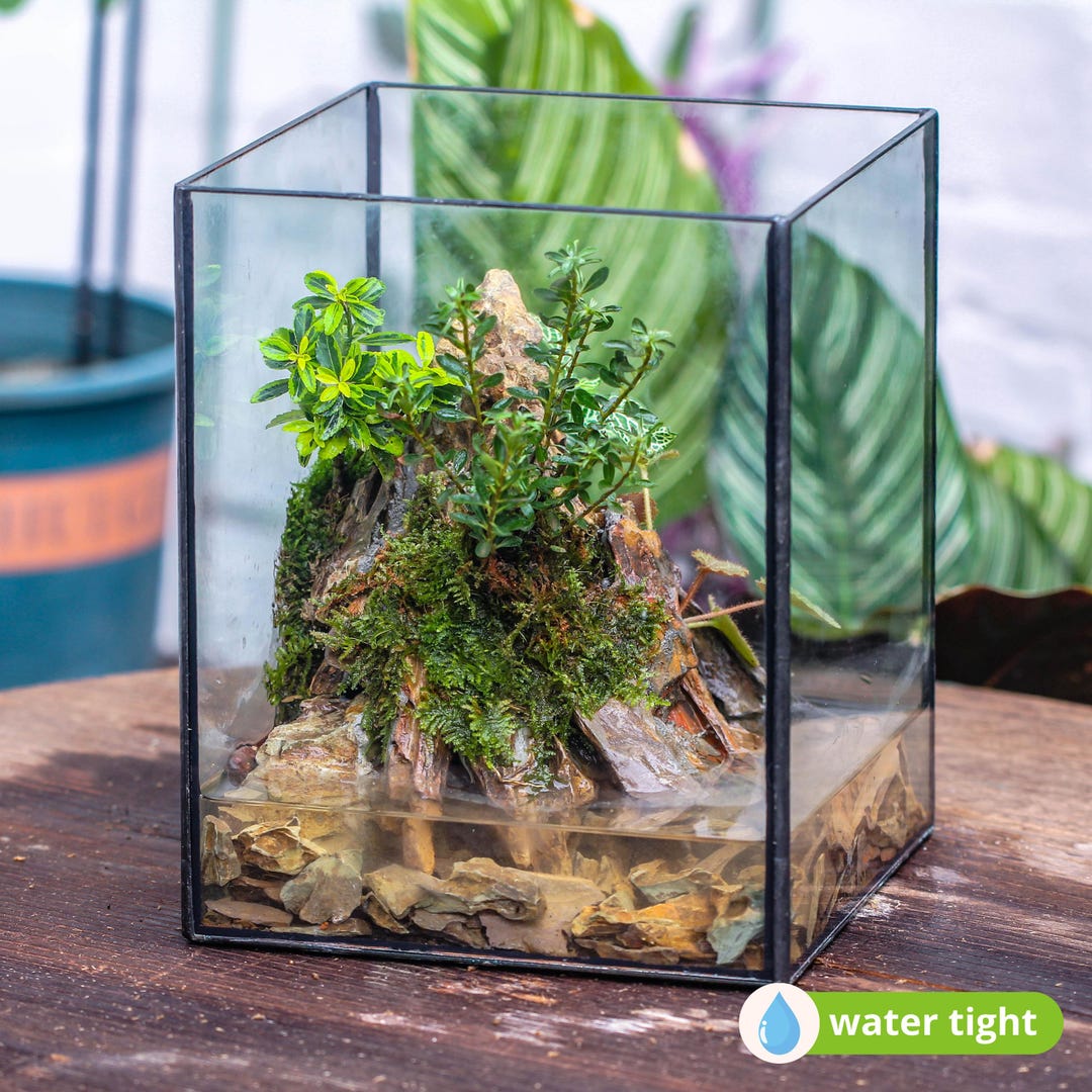 Handmade Watertight Glass Terrarium: Open Tin Sealed Planter, Moss ...