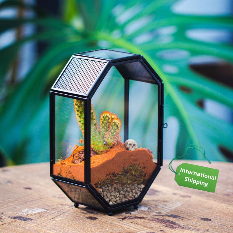 Mini Terrarium - Etsy