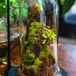 Glass Cloche Terrarium Bell Jar With Glass Base, With LED Grow Light ...