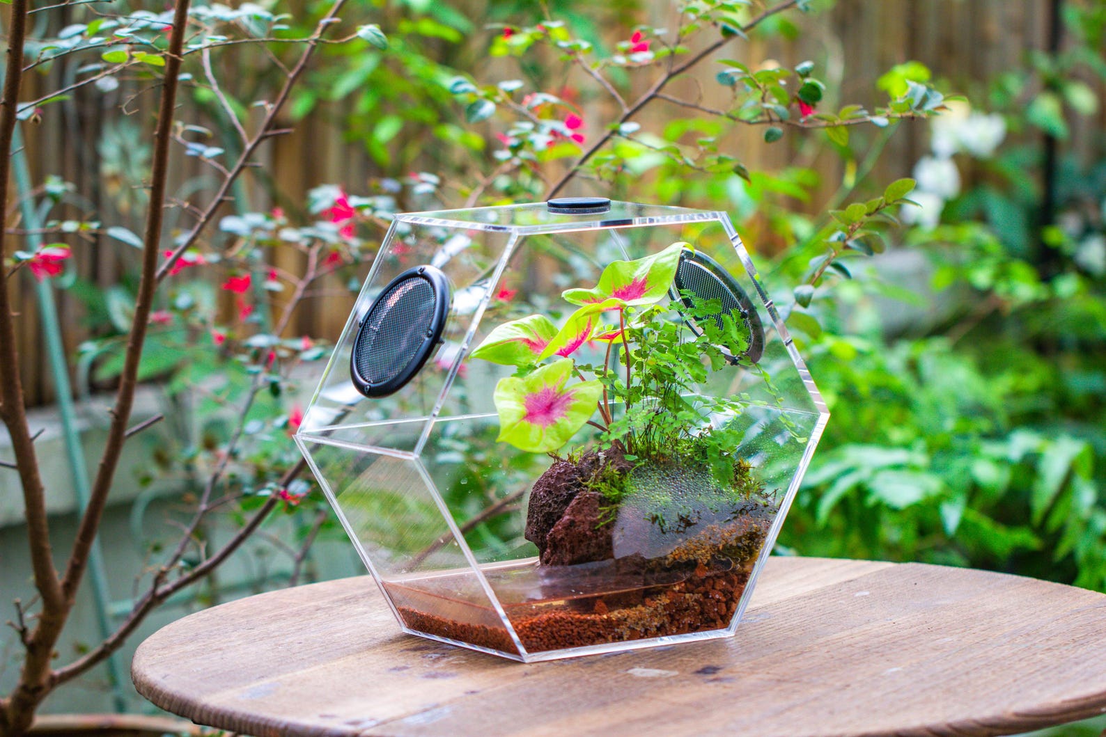 Ship to US Extra Large Acrylic Hexagon Watertight Enclosure Terrarium ...