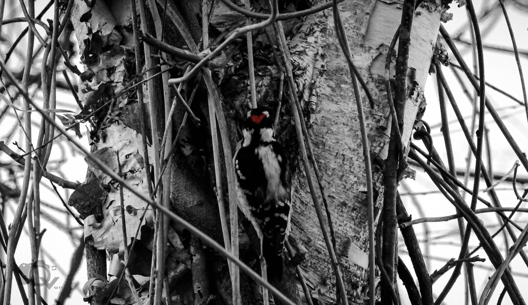 The Red Heart - Etsy