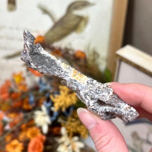 High Quality Agatized Coral Florida Fossilized Coral UV Reactive Coral ...