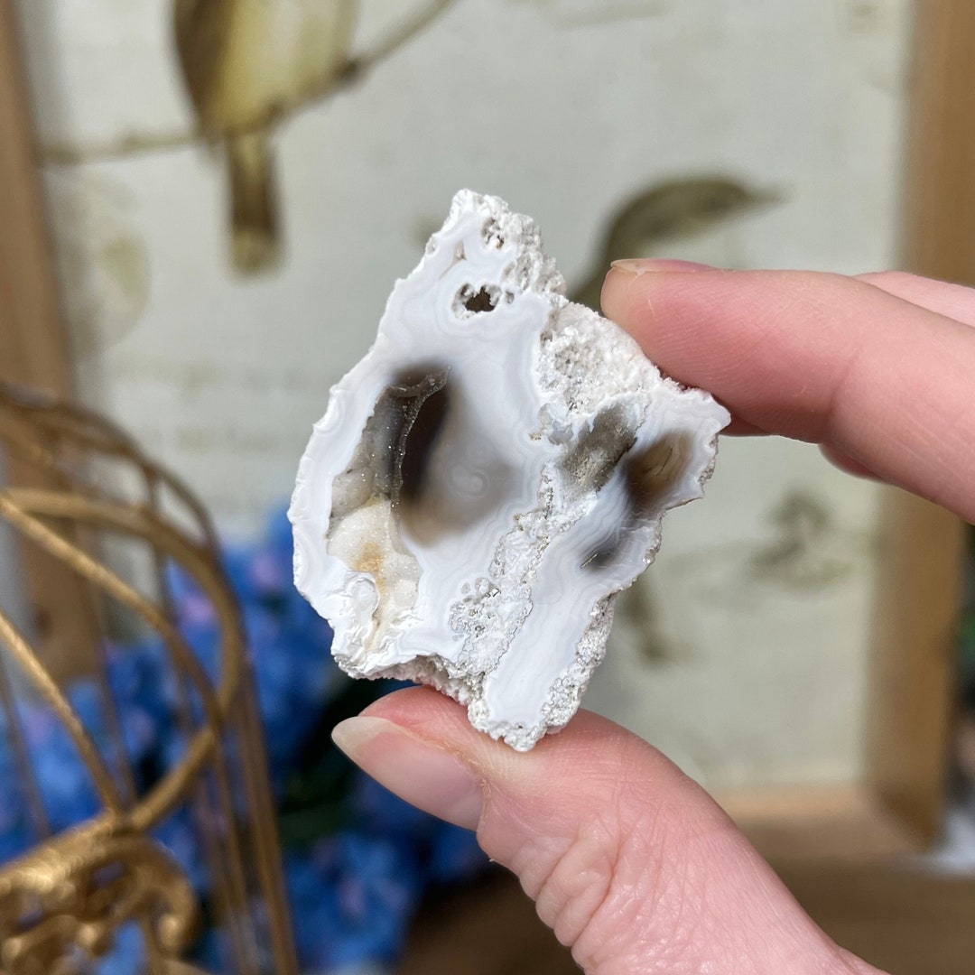 High Quality Agatized Coral | Florida Fossilized Coral | UV Reactive ...