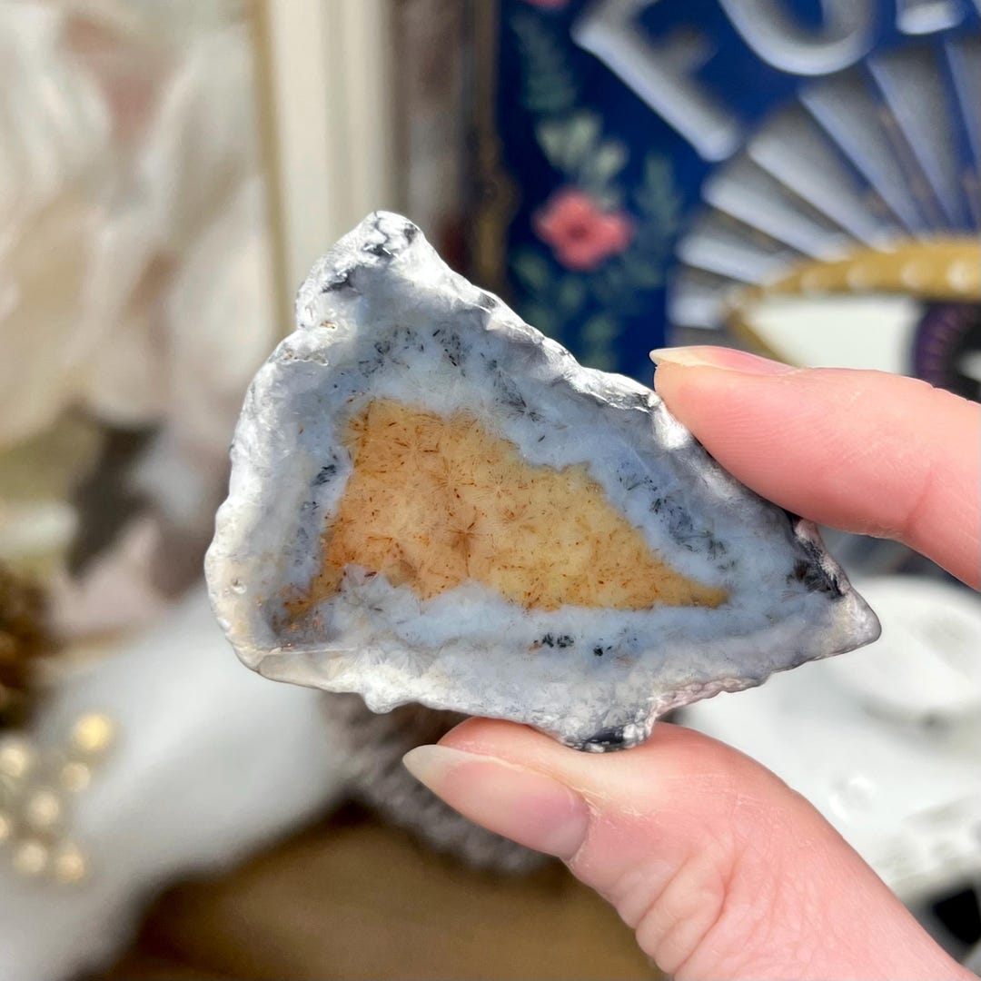 Agatized Coral Slab From Million Souls Mine, Florida Coral Fossil ...