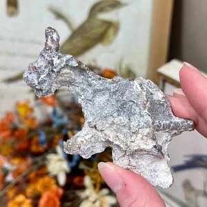 High Quality Agatized Coral Florida Fossilized Coral UV Reactive Coral ...