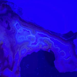 High Quality Agatized Coral Florida Fossilized Coral UV Reactive Coral ...