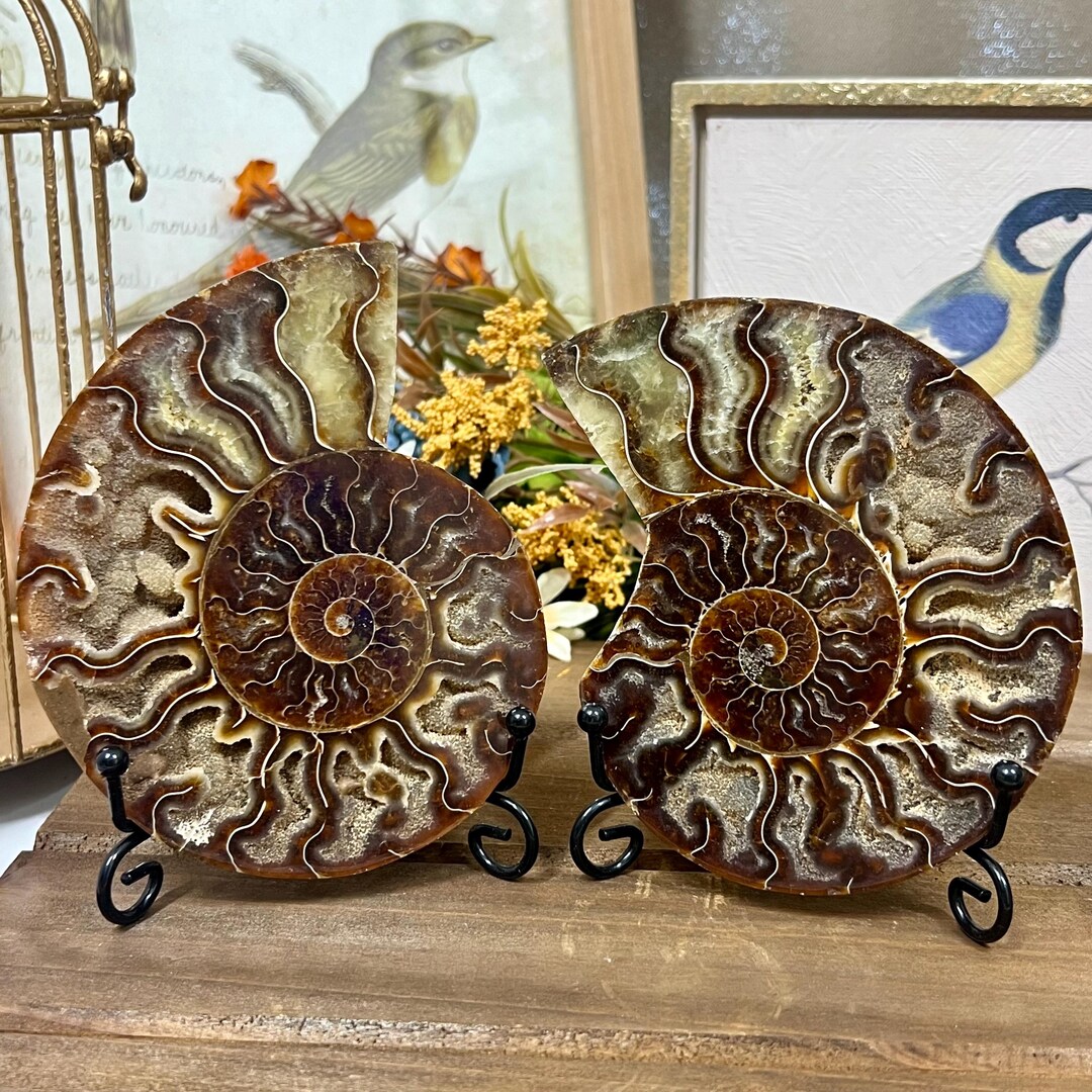 Polished Ammonite Pair With Stands | Druzy Ammonite | Flashy Ammonite ...
