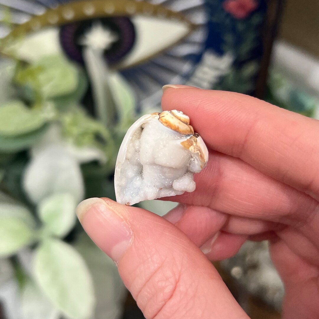 Fossilized Spiralite Quartz Shells | Druzy Quartz Shell | Fossilized Seashell - Etsy