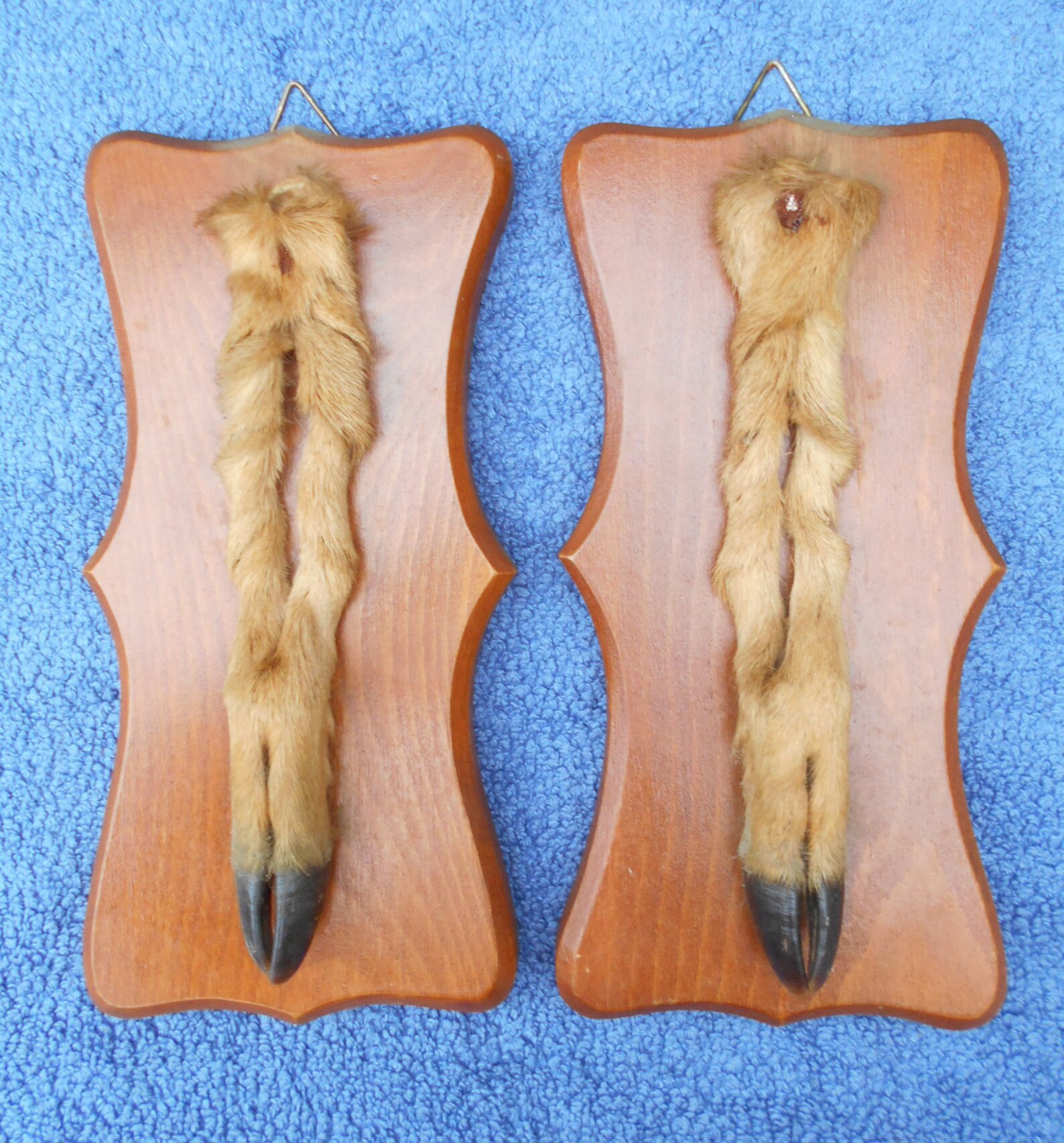 Vintage French Taxidermy Deer Feet with Twisted Pelt Wall | Etsy