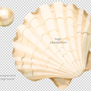 Summer Seashell Png Clipart,boho Watercolor Sea Beach Clipart and Ocean ...