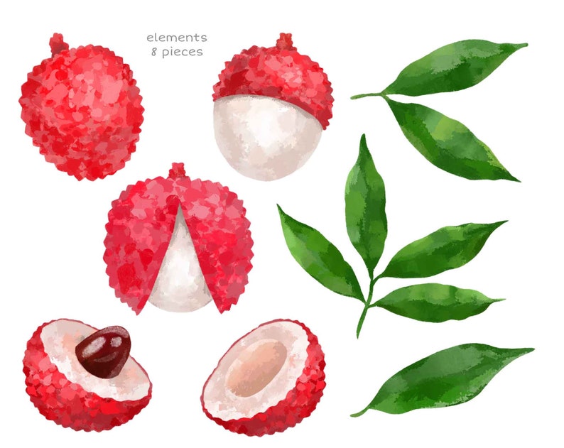 Lychee Clipart Png Tropical Fruit Illustration Digital - Etsy