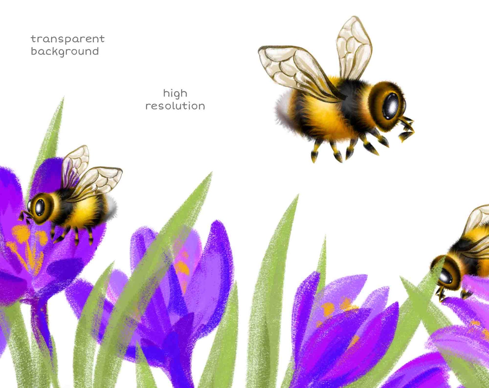 Floral Border Clipart Png Bee Seamless Files Digital | Etsy