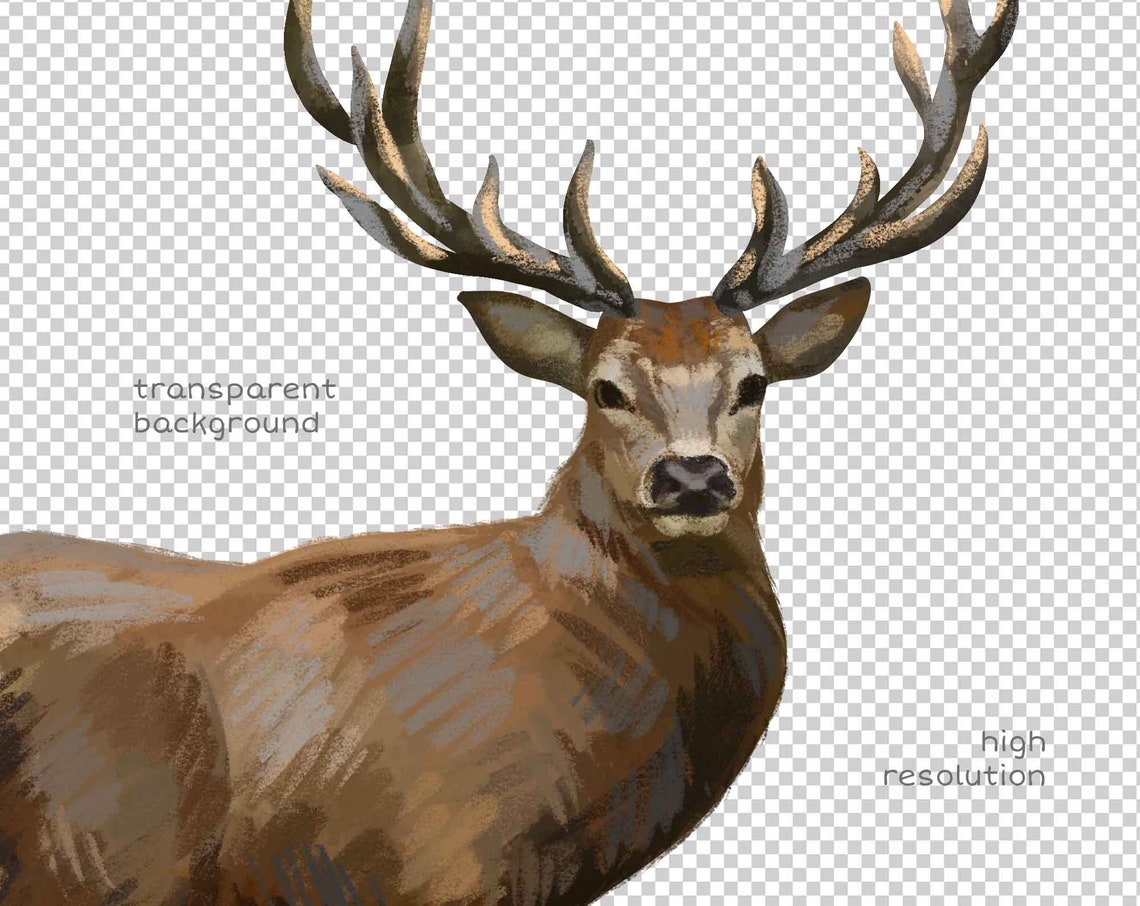 Woodland Animals Png Clipart Deer Png Fox Clipart Squirrel Png | Etsy