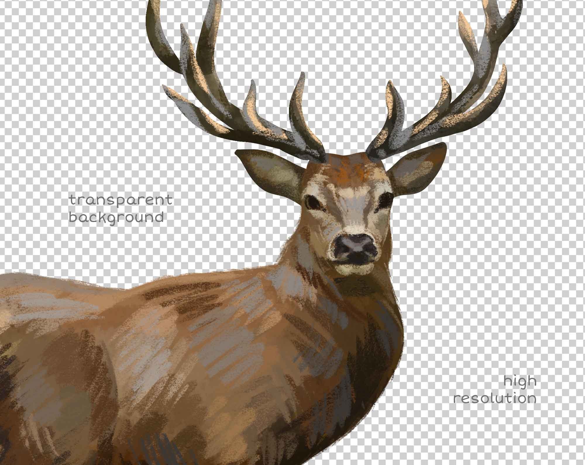 Woodland Animals Png Clipart Deer Png Fox Clipart Squirrel Png | Etsy