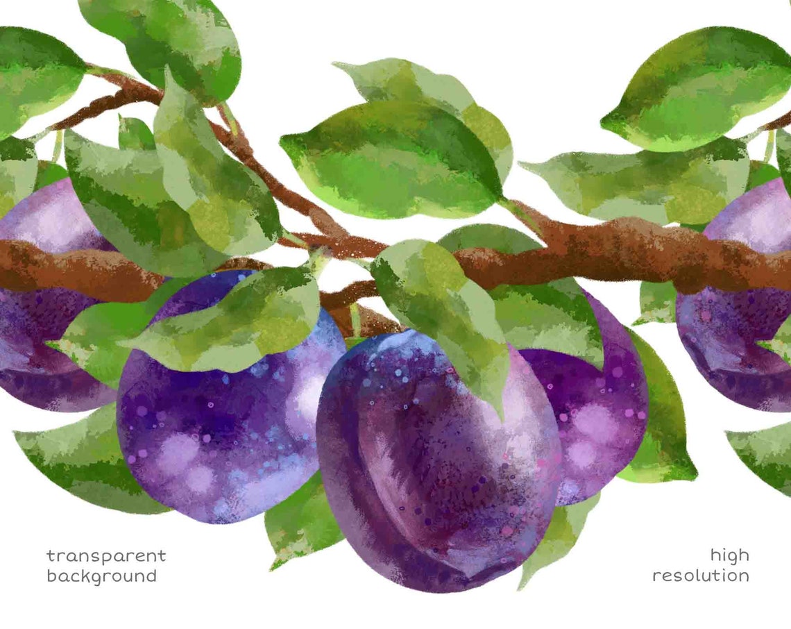 Plum seamless borders png clipartDigital border seamless | Etsy