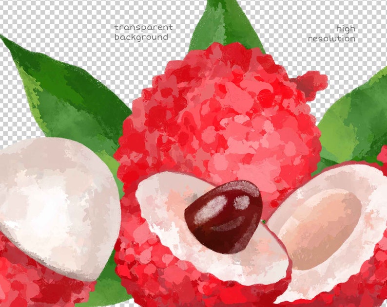 Lychee Clipart Png Tropical Fruit Illustration Digital - Etsy