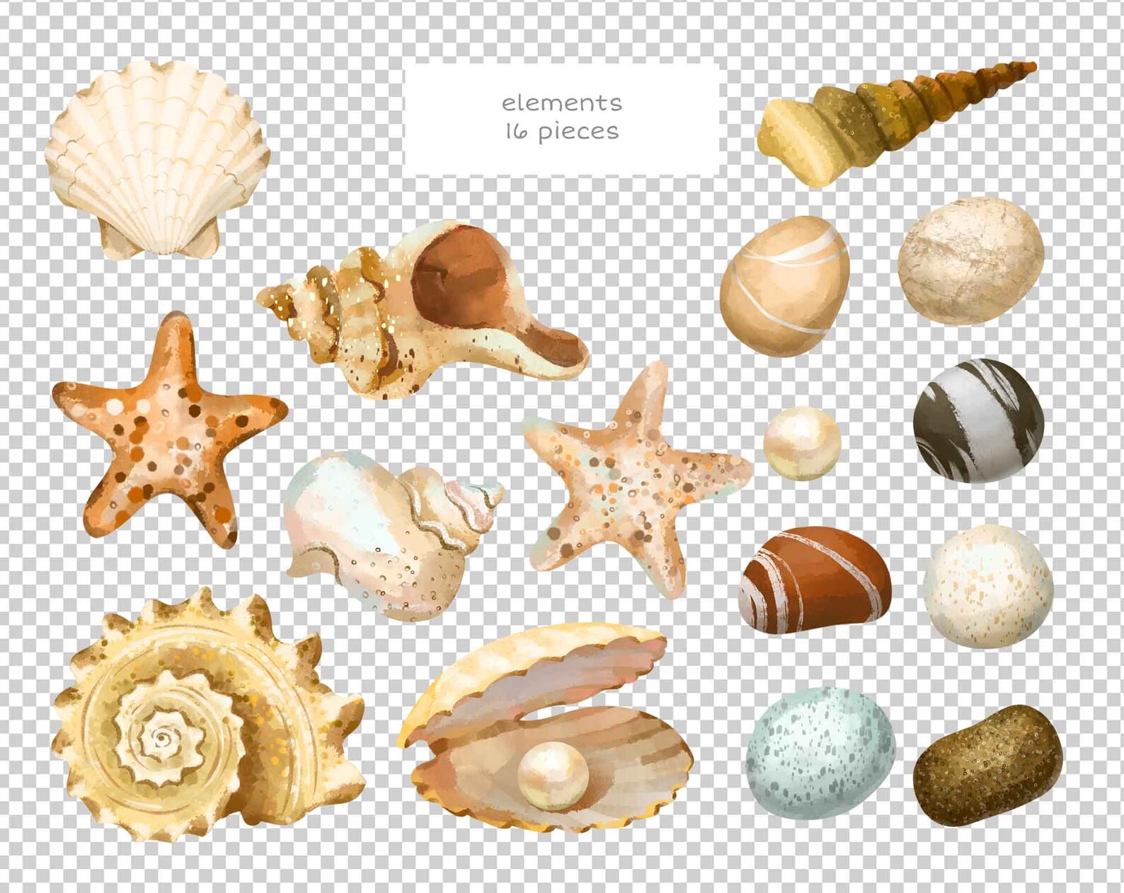 Summer Seashell Png Clipartboho Watercolor Sea Beach Clipart - Etsy