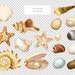 Summer Seashell Png Clipart,boho Watercolor Sea Beach Clipart and Ocean ...