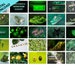Green VSCO Wall Collage Kit Photo Wall Aesthetic Prints - Dorm Art ...
