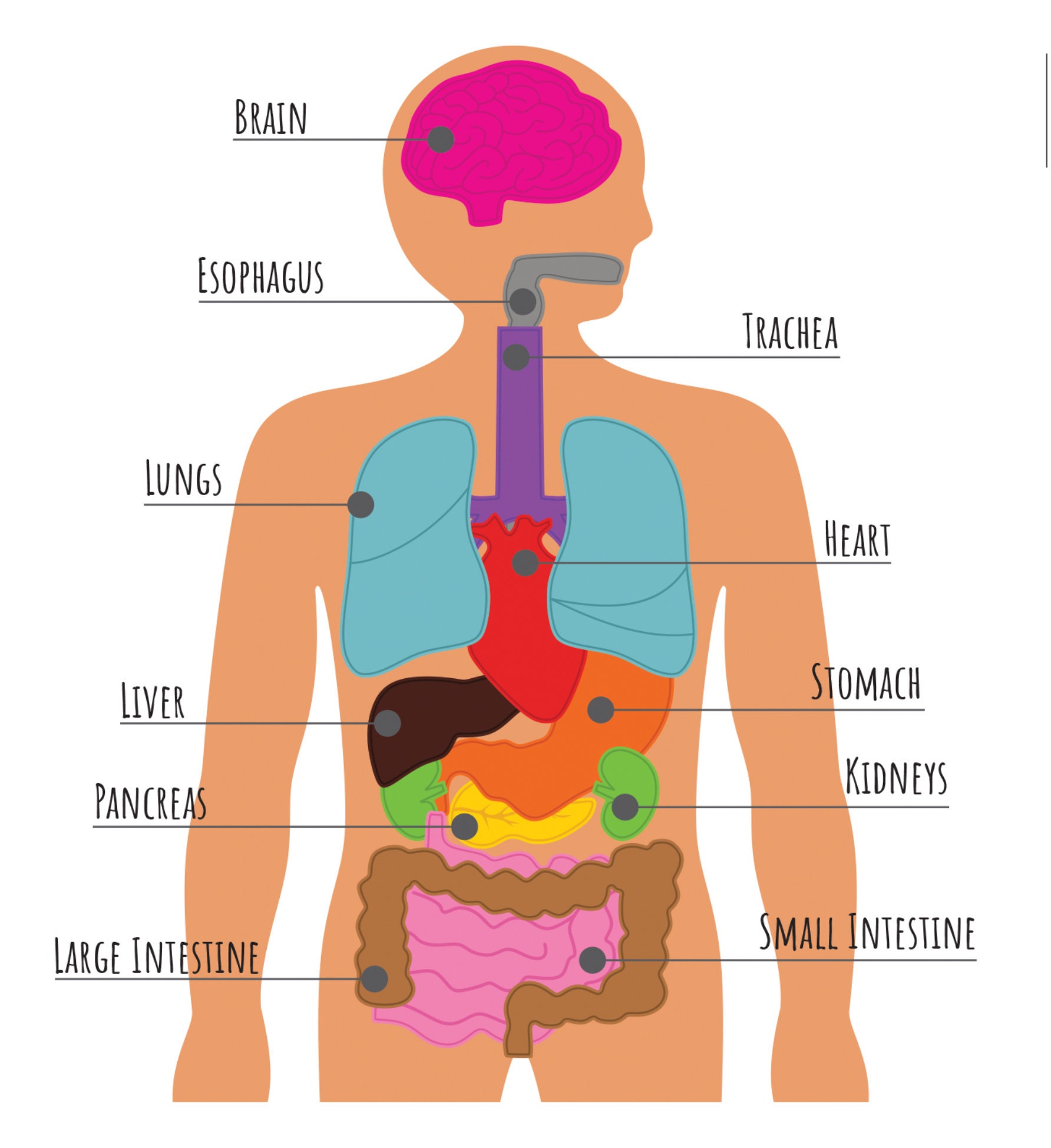 Montessori Felt Activity Bag & Board Human Body, Gifts for Kids - Etsy